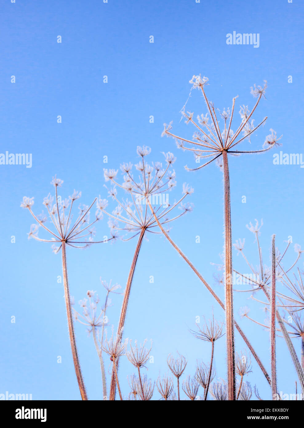 A hoar frost has coated Cow Parsley heads with spiky ice crystals which ...