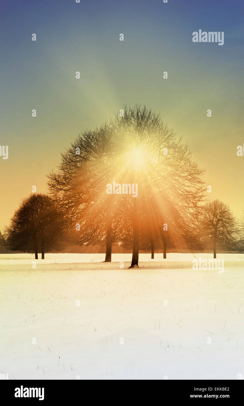 Peaceful scene of trees in snow with sunlight breaking through the ...
