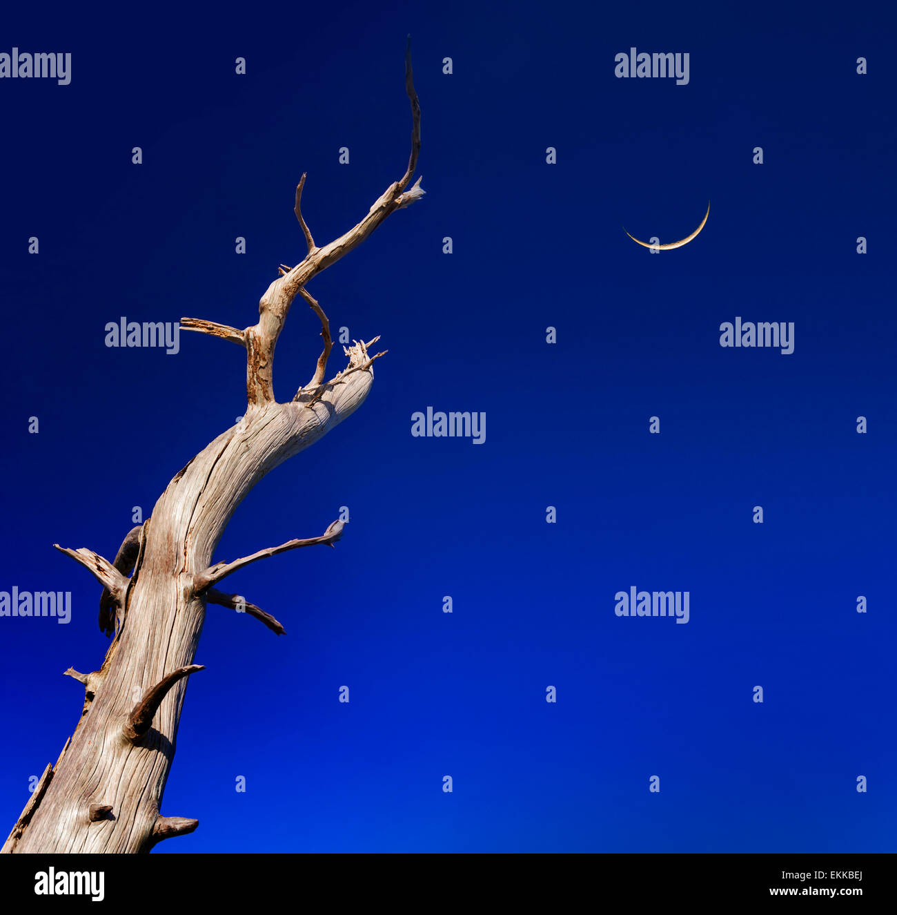In a deep blue sky a crescent moon hangs precariously with ominous ...