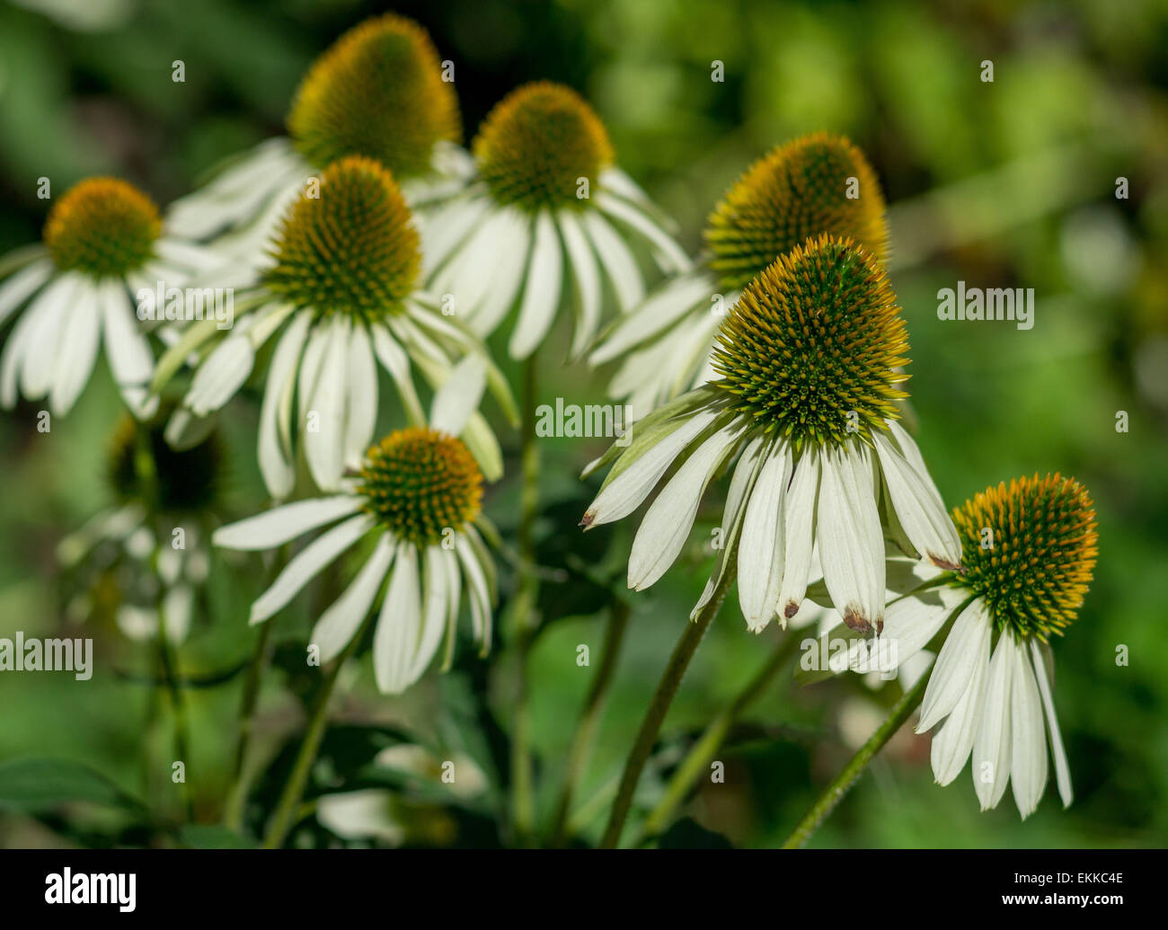 White cone flowers close up Echinacea purpurea alba Stock Photo - Alamy