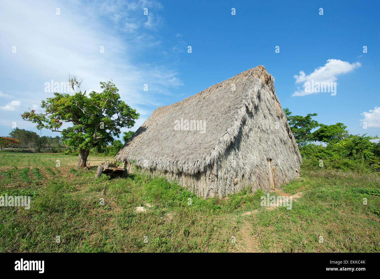 Traditional tobacco curing barn on a plantation farm outside the ...