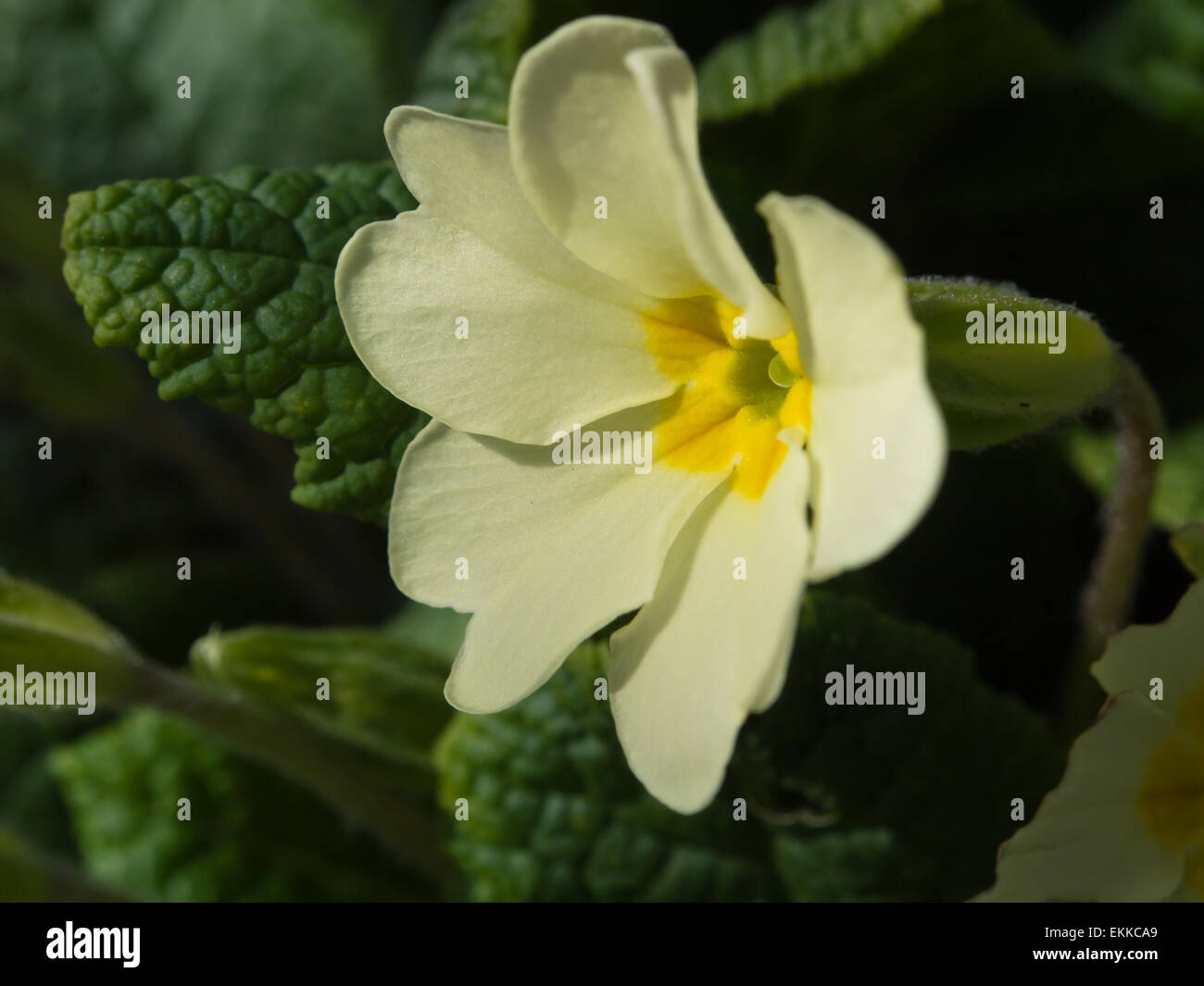 Primula vulgaris, primrose, springtime flower in large parts of Europe ...