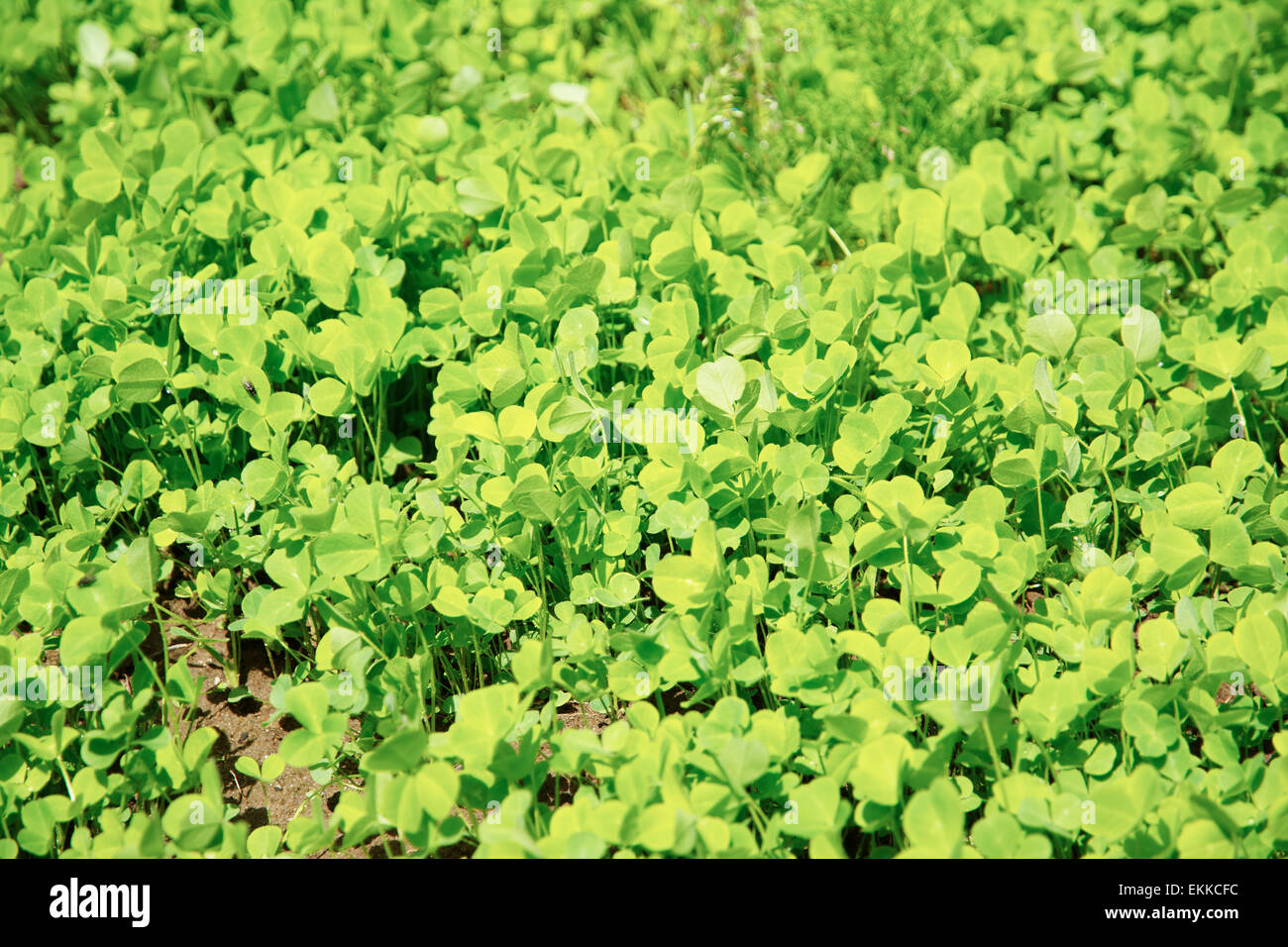 Red clover covering a plot in a vegetable garden as green manure Stock ...