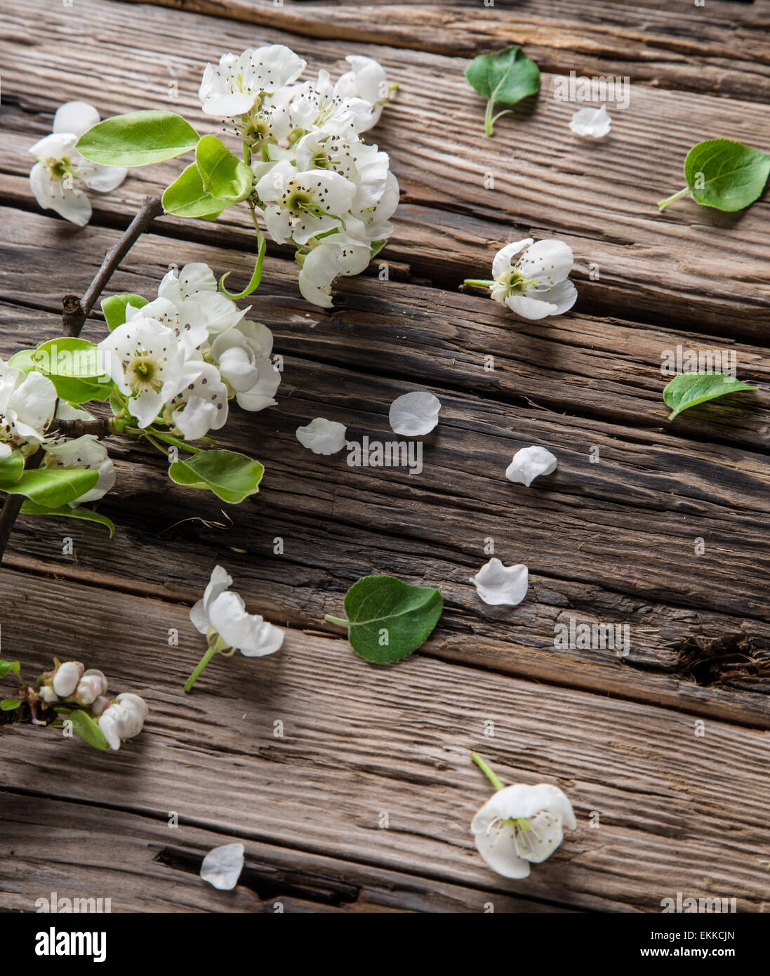 Spring background with beautiful blossoms Stock Photo - Alamy