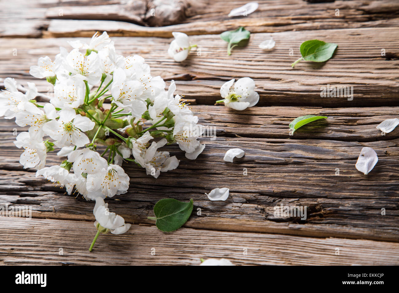 Spring background with beautiful blossoms Stock Photo - Alamy