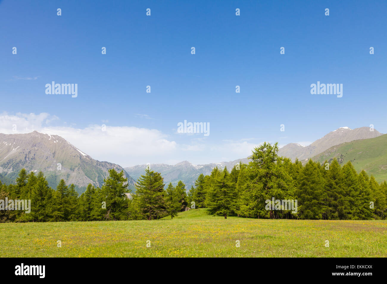 Wonderful view on Italian Alps with a forest background during a summer ...
