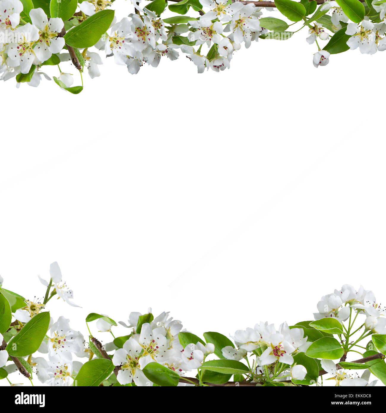 Spring border background with beautiful blossom Stock Photo - Alamy