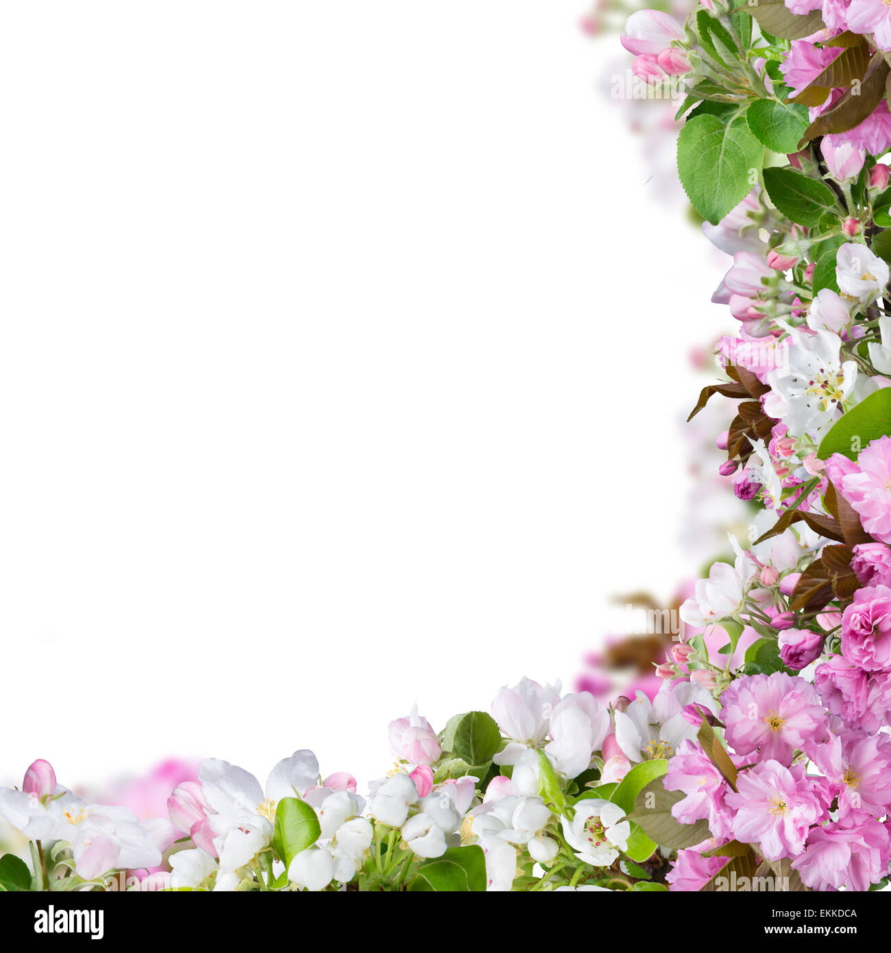 Spring border background with beautiful blossom Stock Photo - Alamy