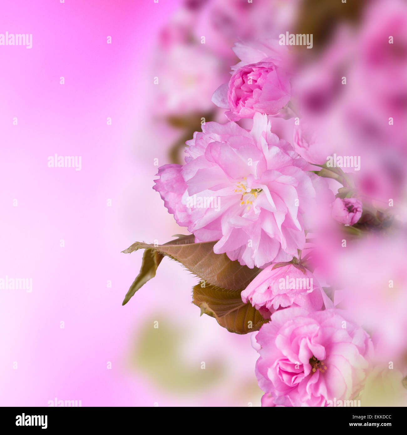 Spring border background with beautiful blossom Stock Photo - Alamy