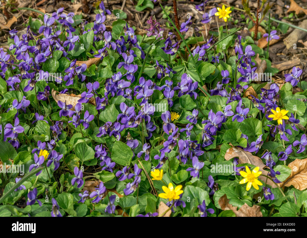 Viola odorata hi-res stock photography and images - Alamy