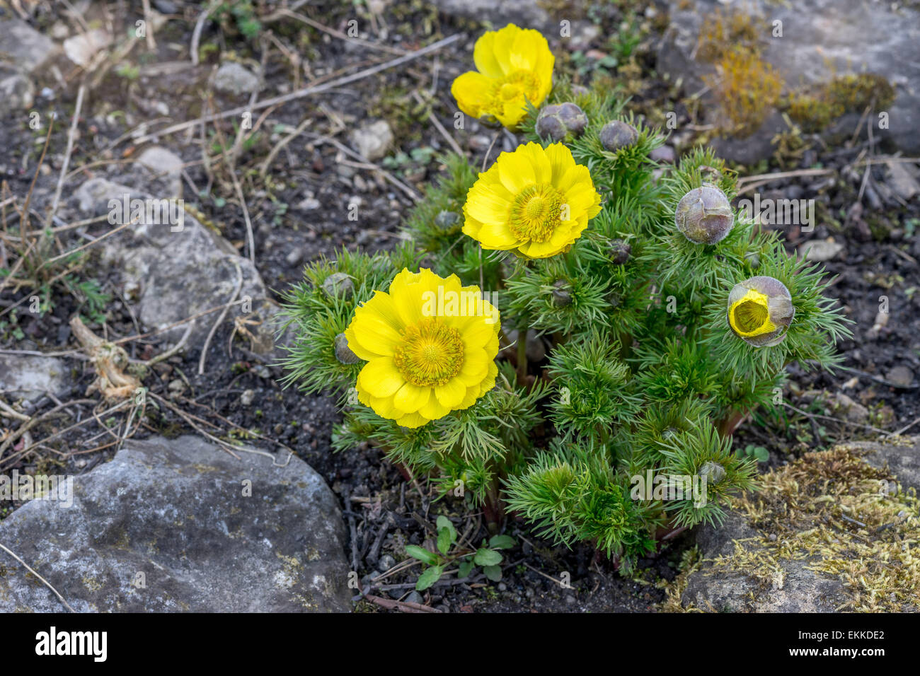 Adonis flowers hi-res stock photography and images - Alamy