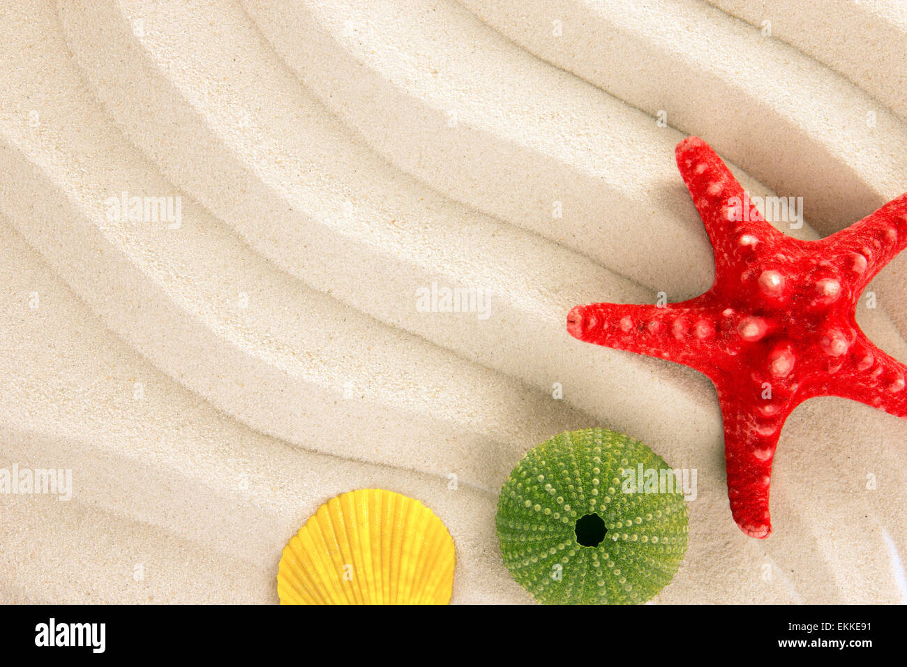 sea shells and starfish with sand, summer background Stock Photo - Alamy