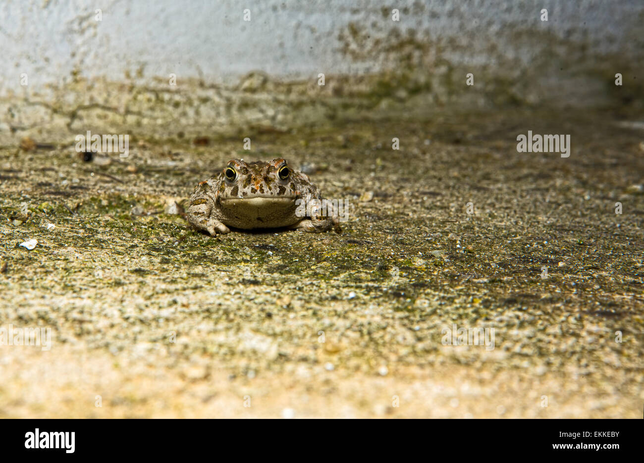 Perez frog in concrete floor of a country house, at night Valdesalor ...