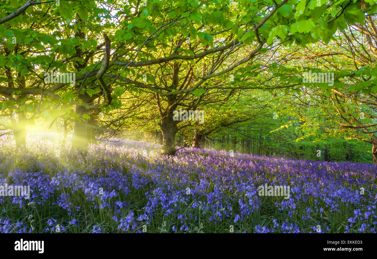 Single bluebell in sunlight hi-res stock photography and images - Alamy