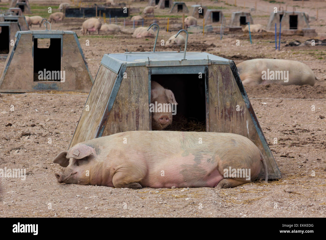 Another sleeps hi-res stock photography and images - Alamy