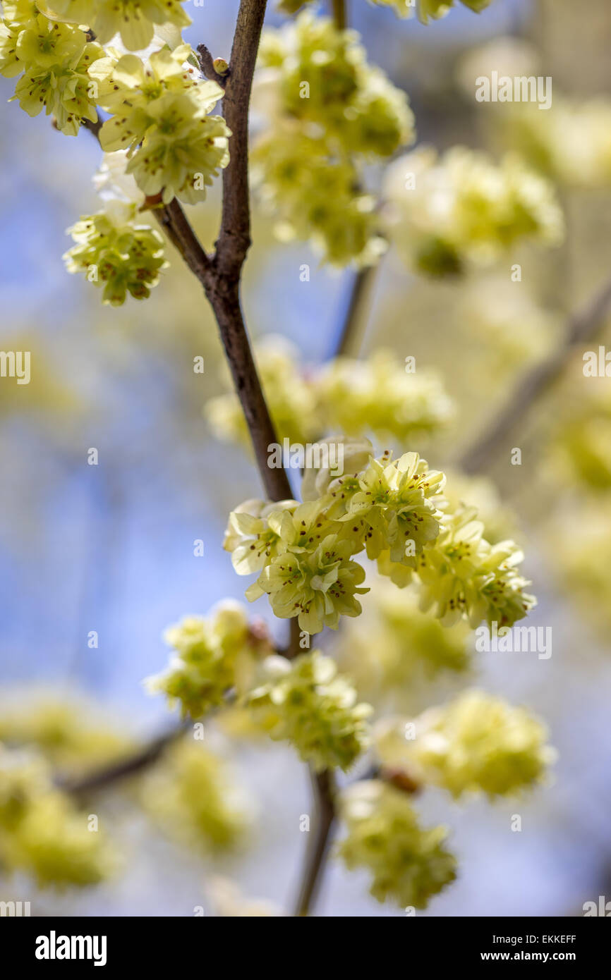 Corylopsis hi-res stock photography and images - Alamy