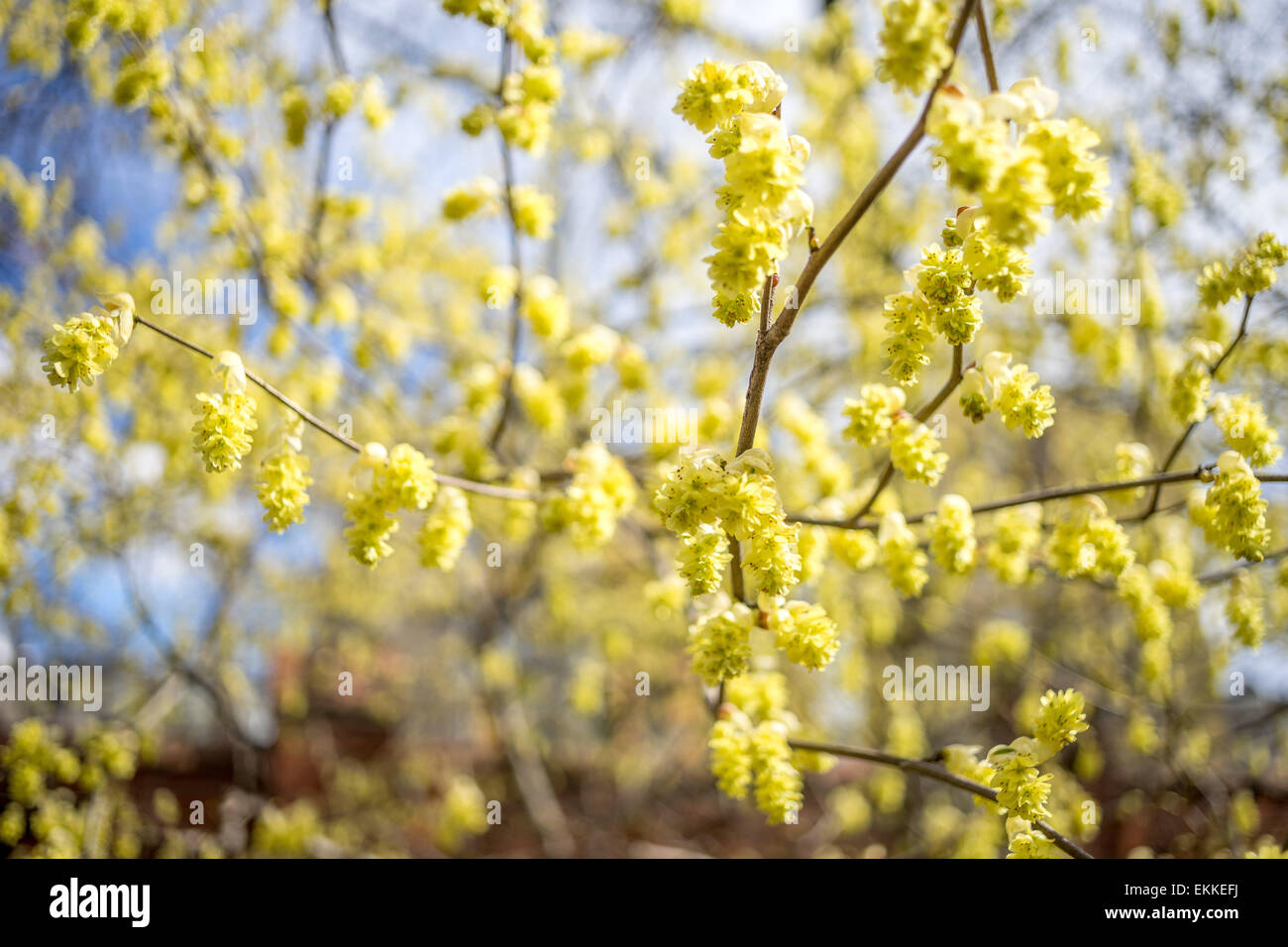 Corylopsis hi-res stock photography and images - Alamy