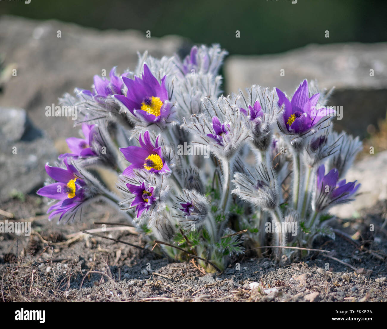 Pulsatilla halleri slavica hi-res stock photography and images - Alamy