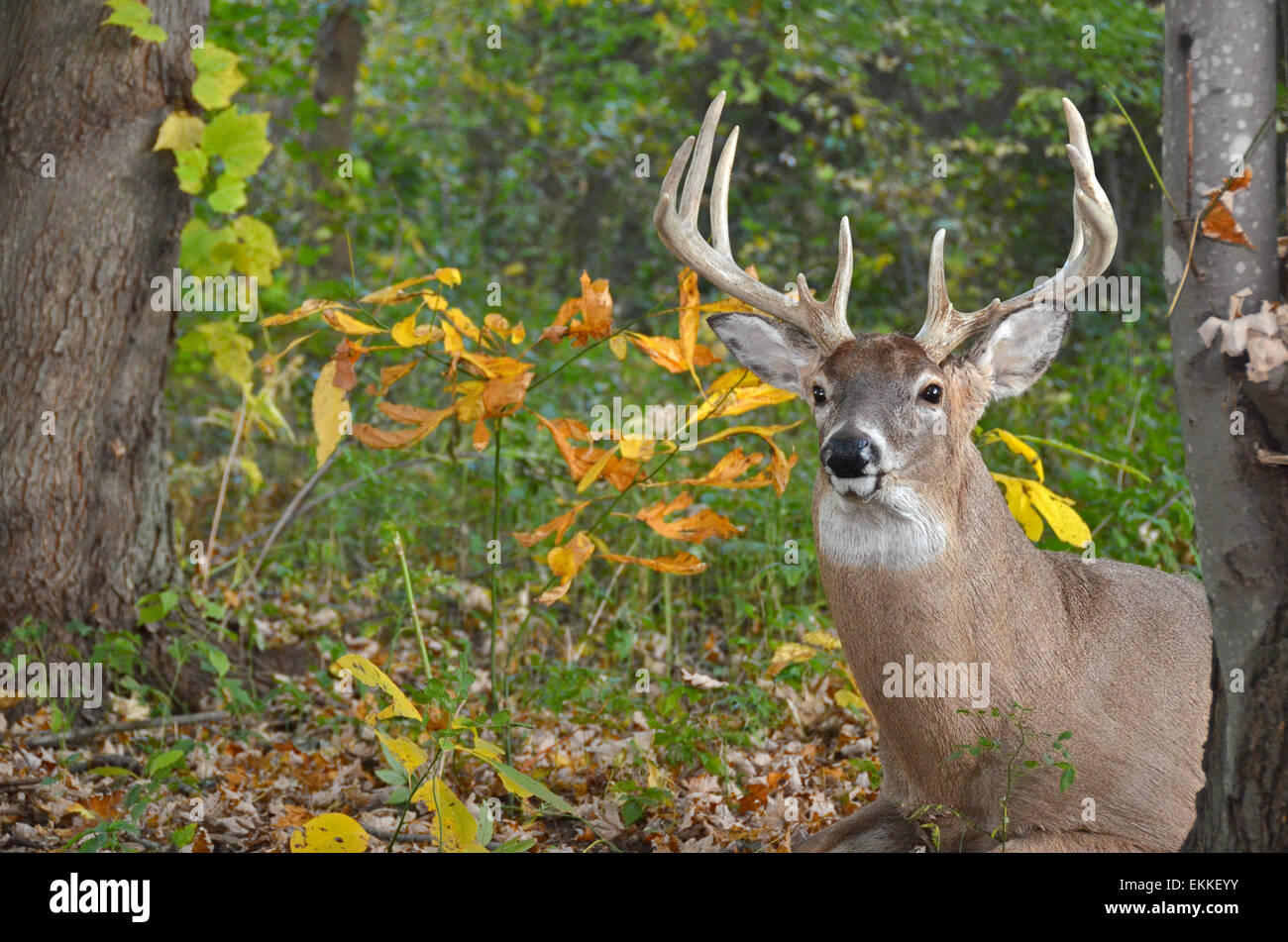 Big buck hi-res stock photography and images - Alamy