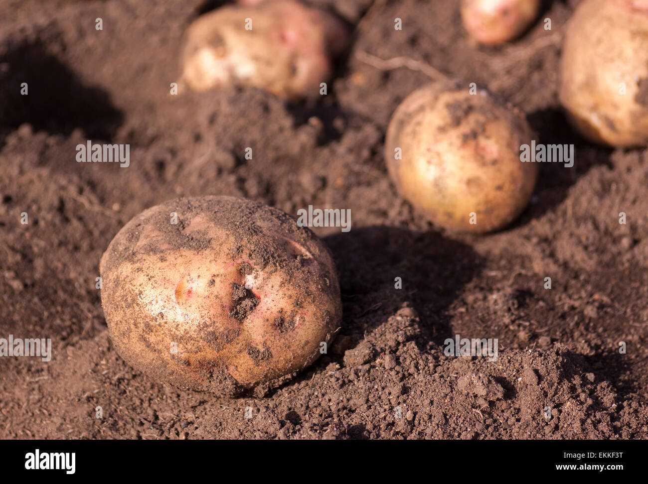 Potatoes, still in the dirt where they grew Stock Photo - Alamy