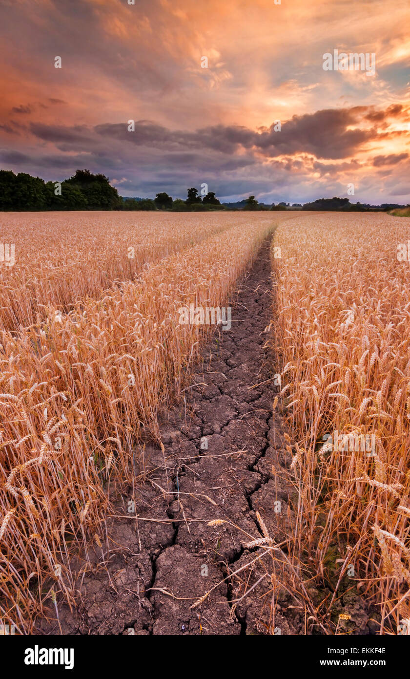 Field crop wheat hi-res stock photography and images - Alamy
