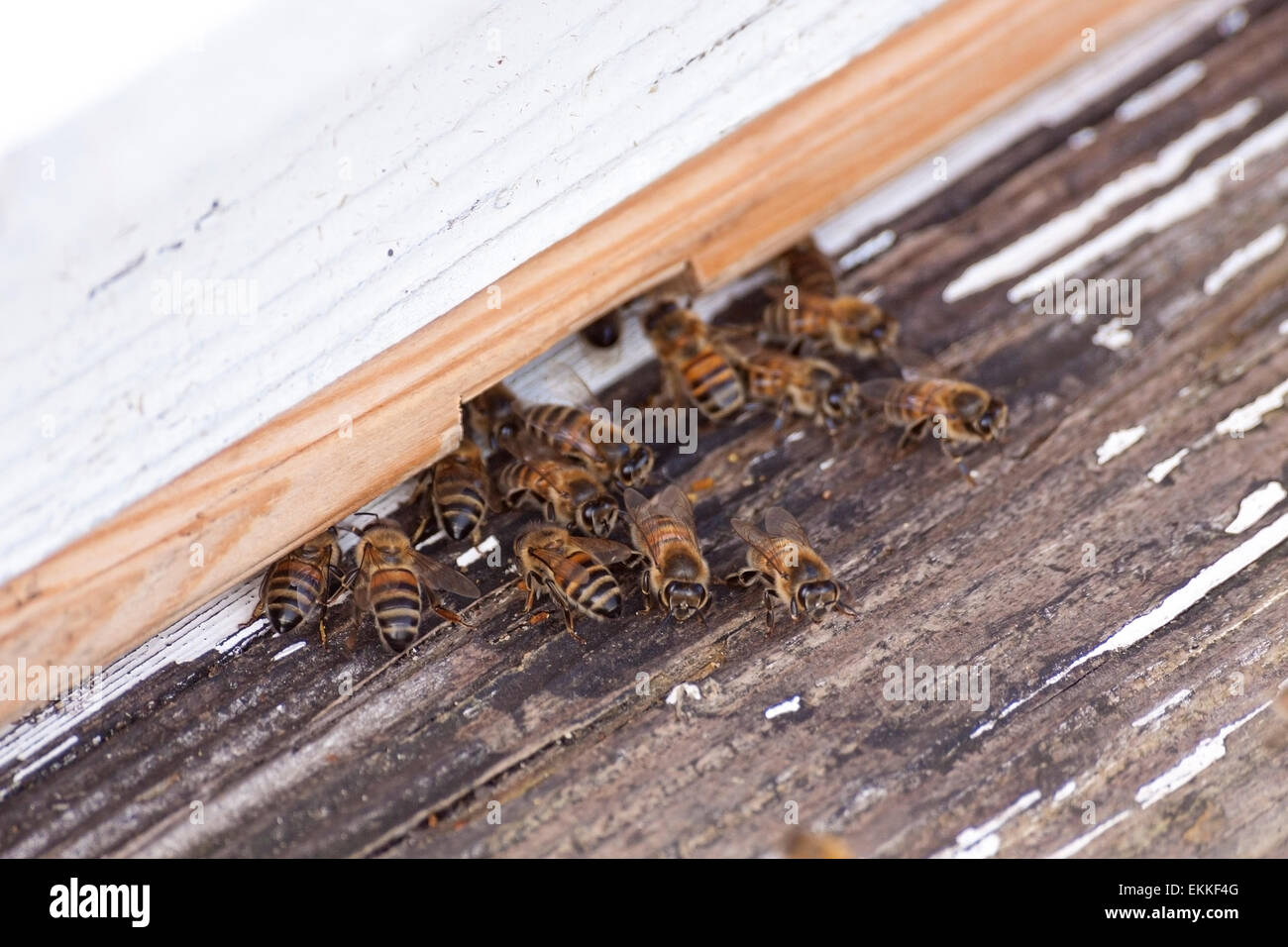 Honey bees entering and leaving a hive Stock Photo - Alamy