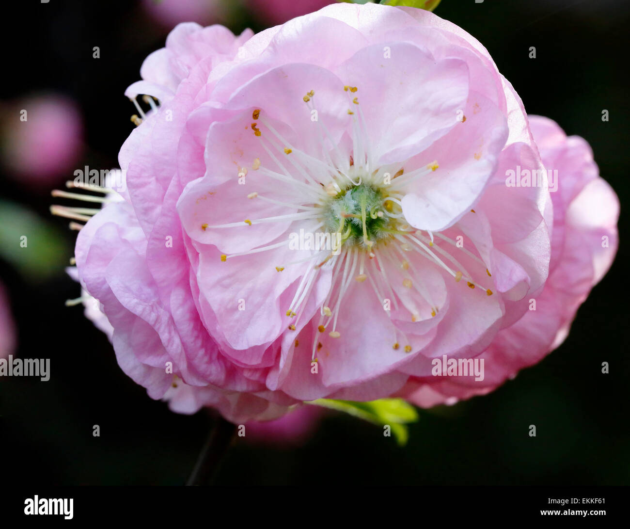 Damask rose perfume hi-res stock photography and images - Alamy