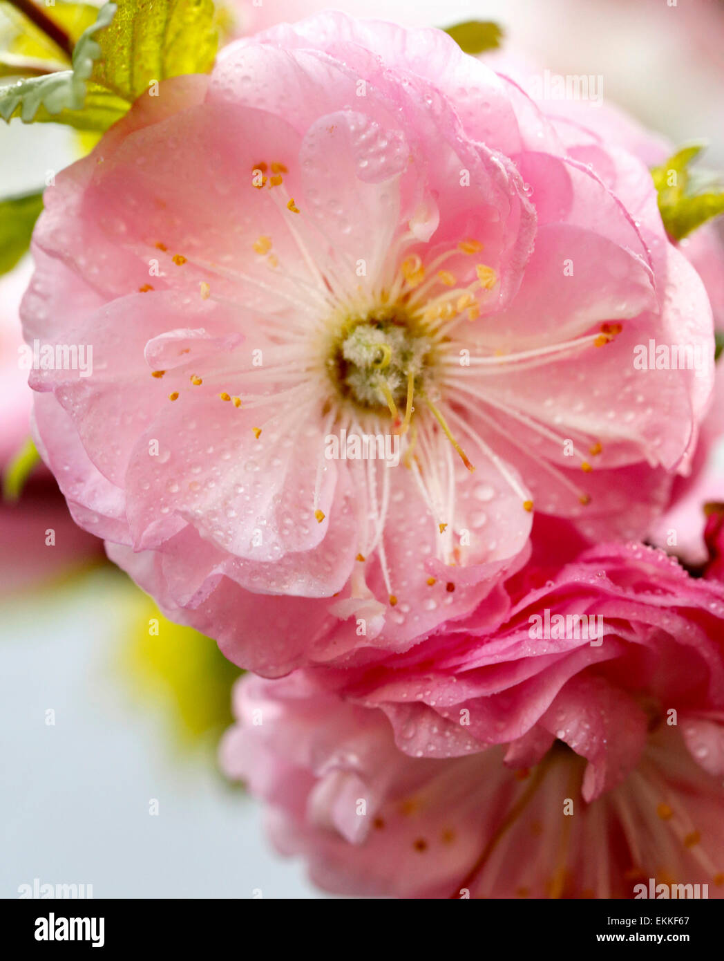 Damask rose hi-res stock photography and images - Alamy