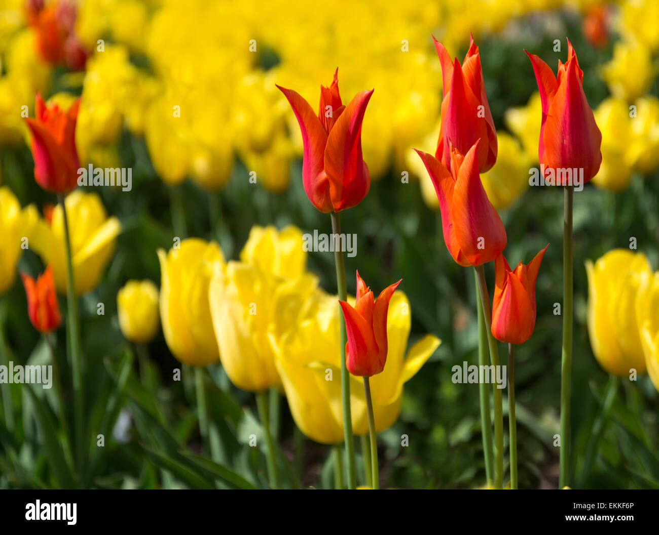 Hundreds of multi-coloured tulips in a flower bed in midday sunshine ...