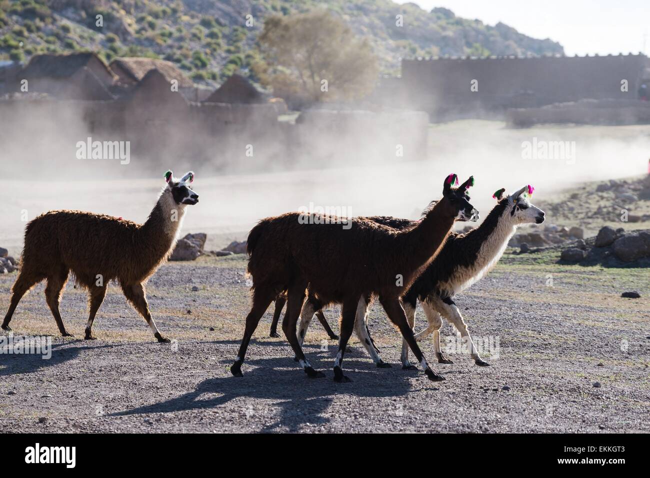 Llama in snow hi-res stock photography and images - Alamy