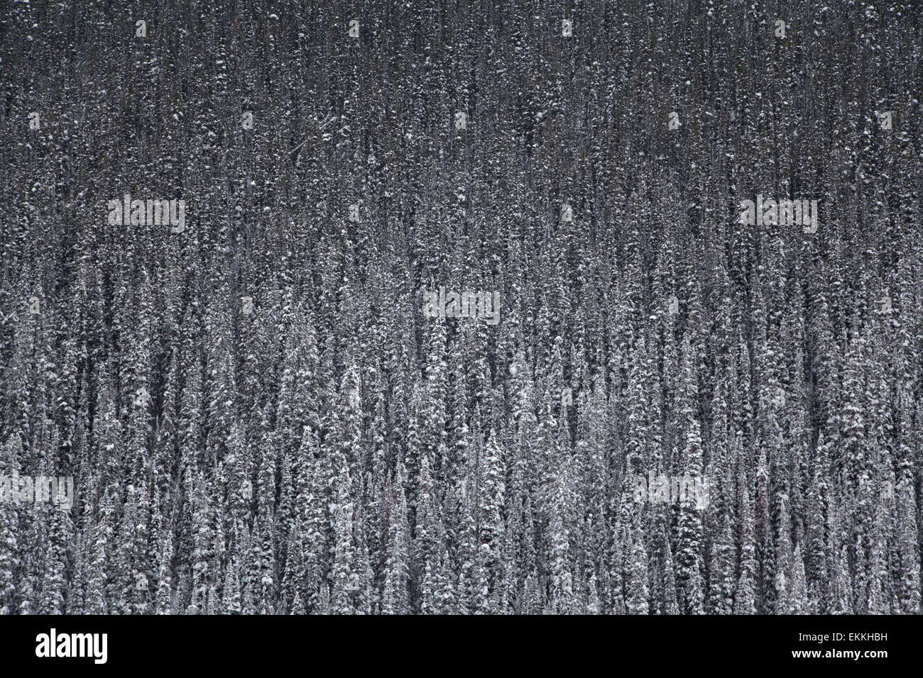Forest at the background. Pine tree trunks. Banff national park ...