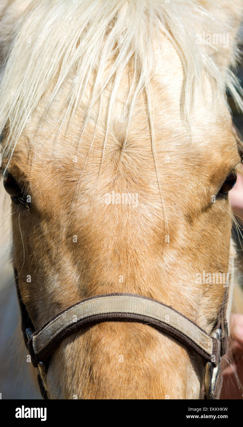 Horse face details hi-res stock photography and images - Alamy