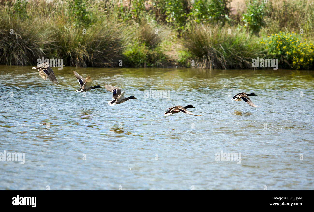 Mallards in flight hi-res stock photography and images - Alamy