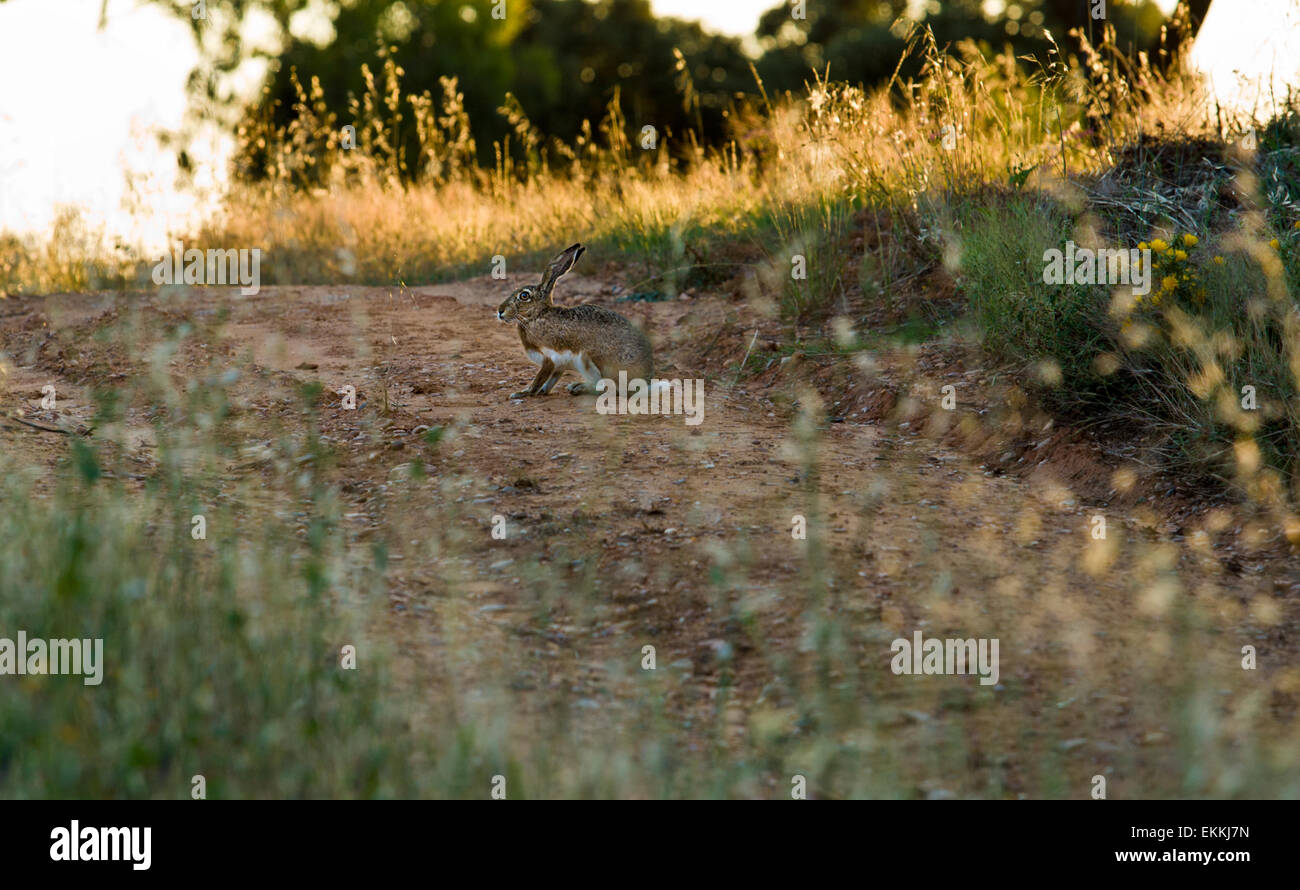 Country hare hi-res stock photography and images - Alamy