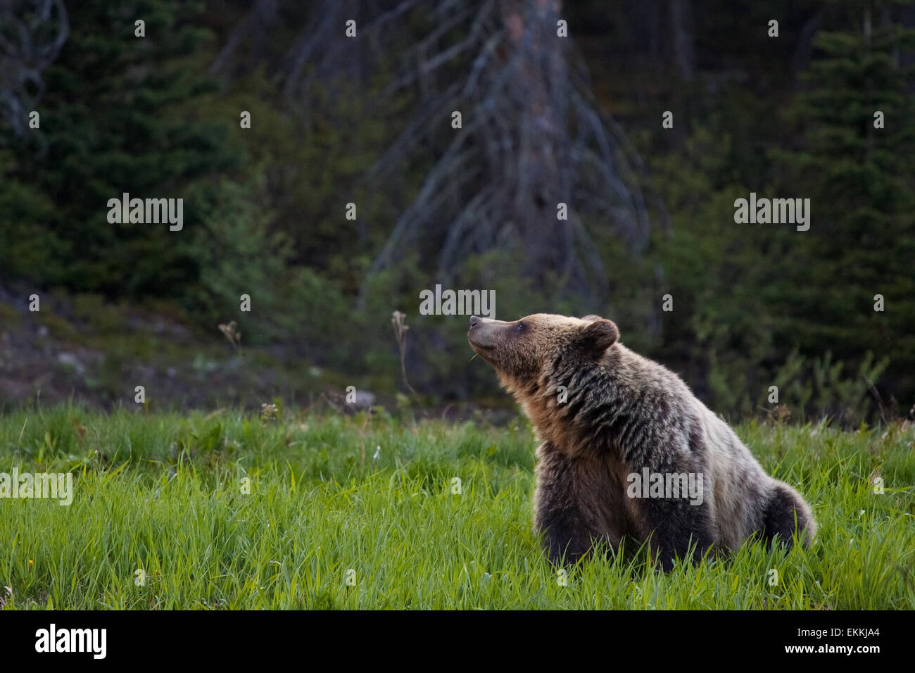 Canada forest grizzly bear hi-res stock photography and images - Alamy