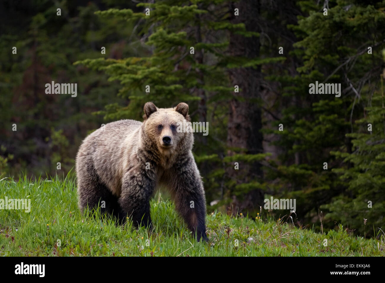 Grizzly bear in Canadian Rocky mountains. Banff National park. Alberta ...