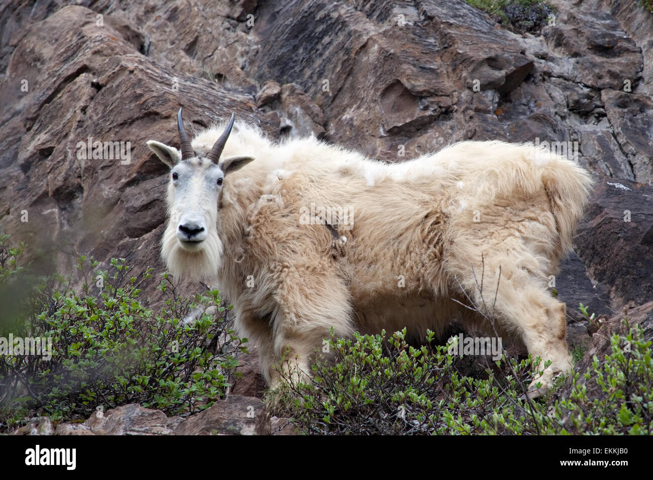 Fading mountain goat among rocks. Rocky mountains. Banff National park ...