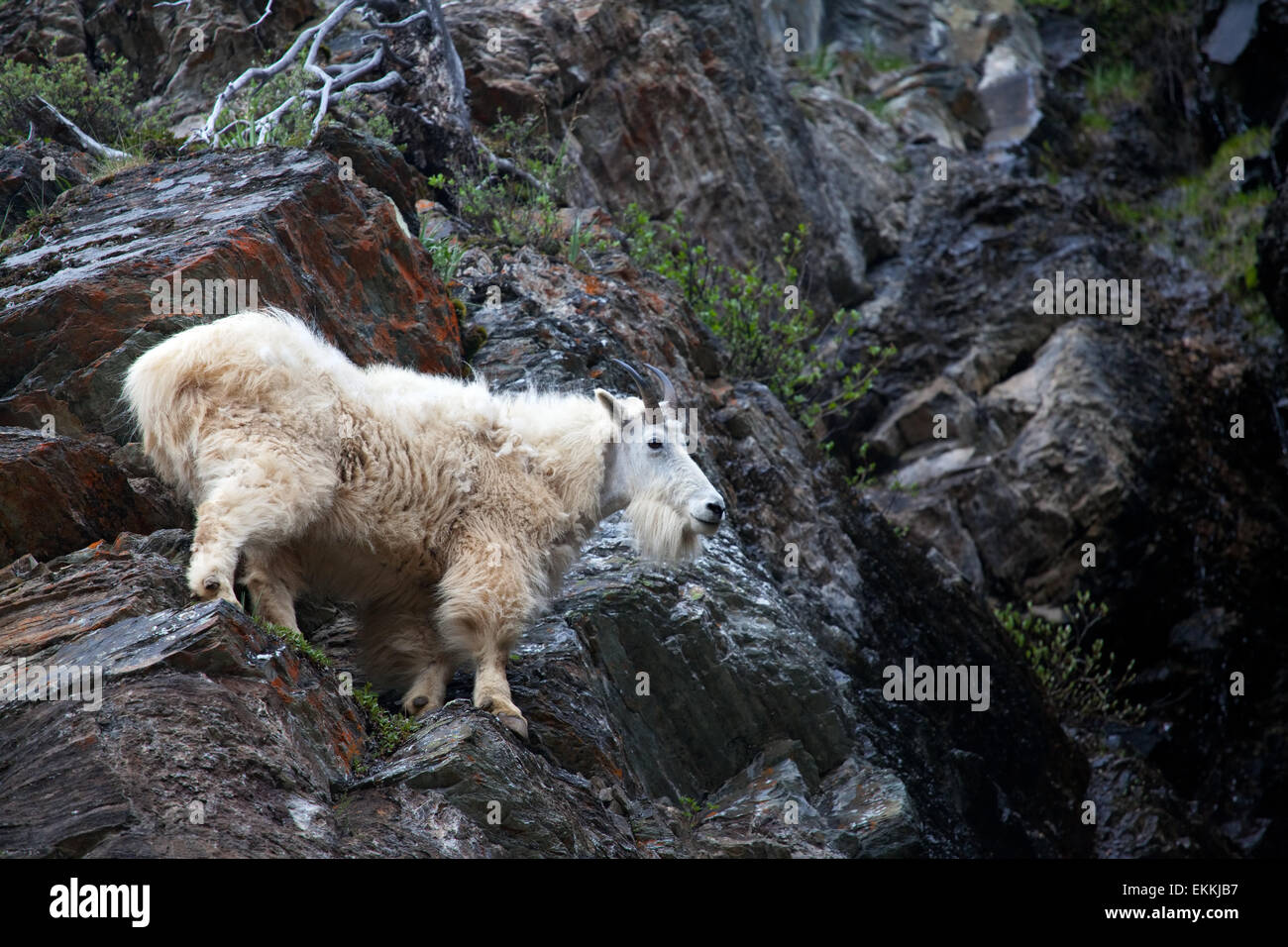 Fading mountain goat among rocks. Rocky mountains. Banff National park ...