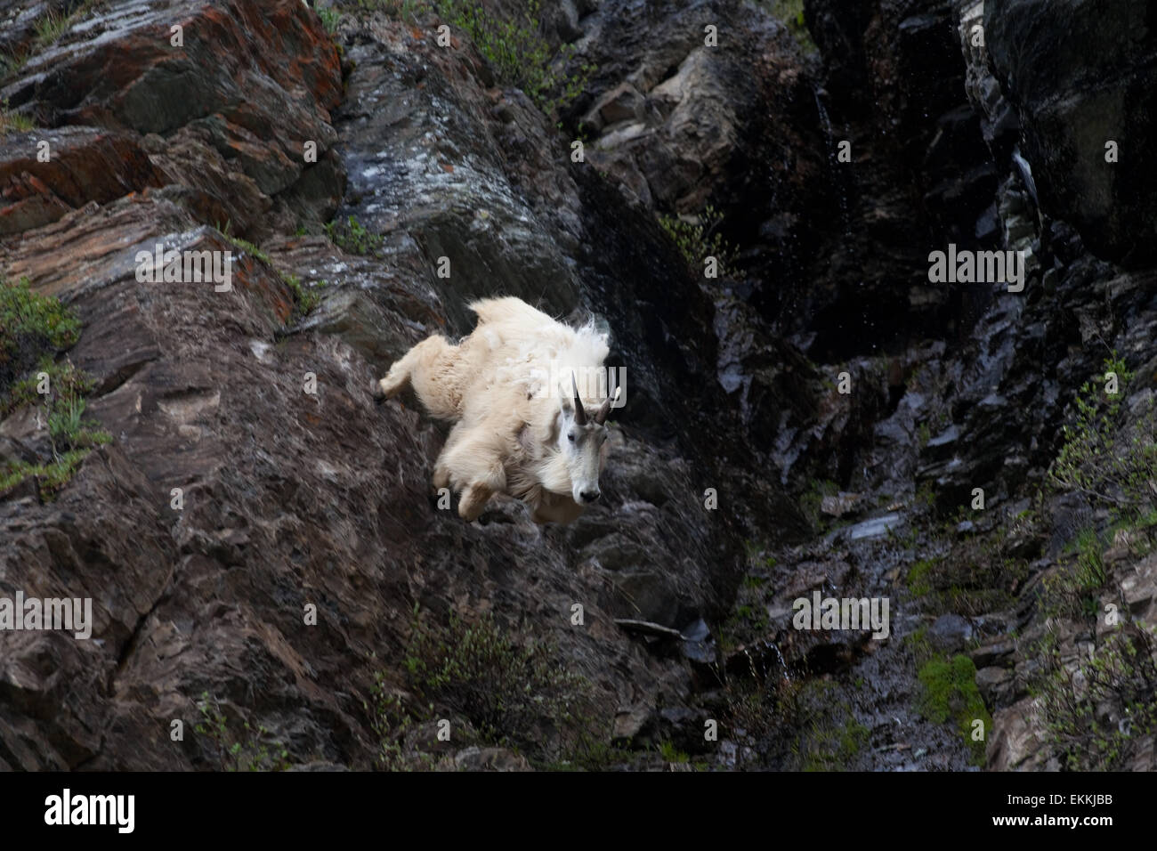 Fading mountain goat among rocks. Rocky mountains. Banff National park ...