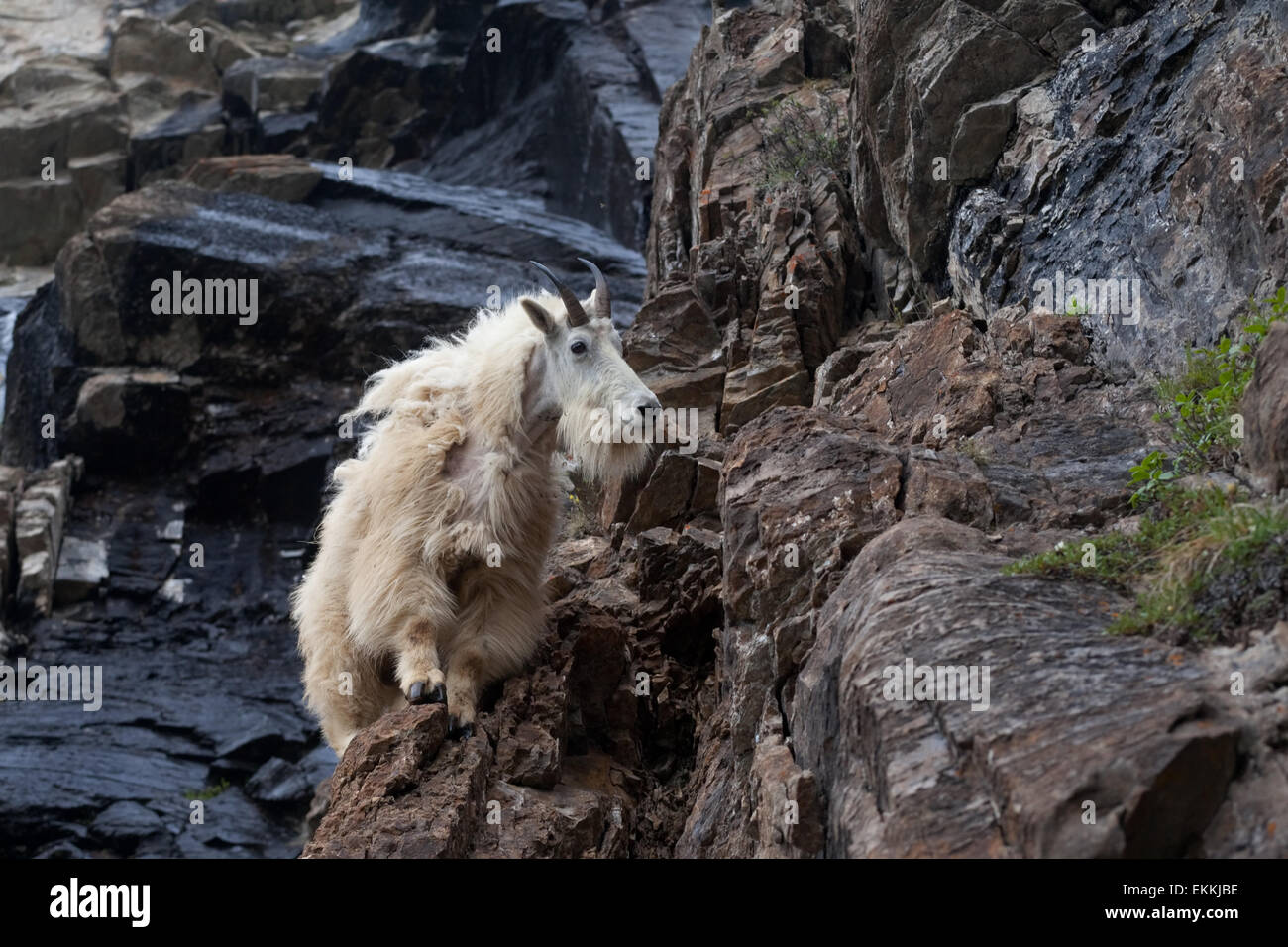 Goats Falling Off Cliffs