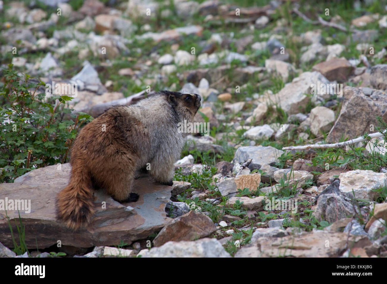 Marmot in Canadian Rocky mountains. Yoho national park. British ...