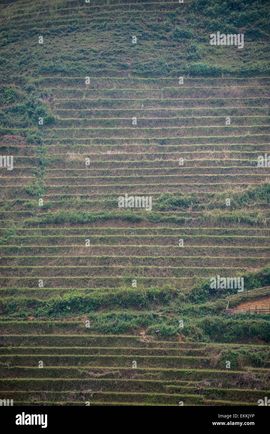 Rice paddy's in Sapa Vietnam Stock Photo - Alamy