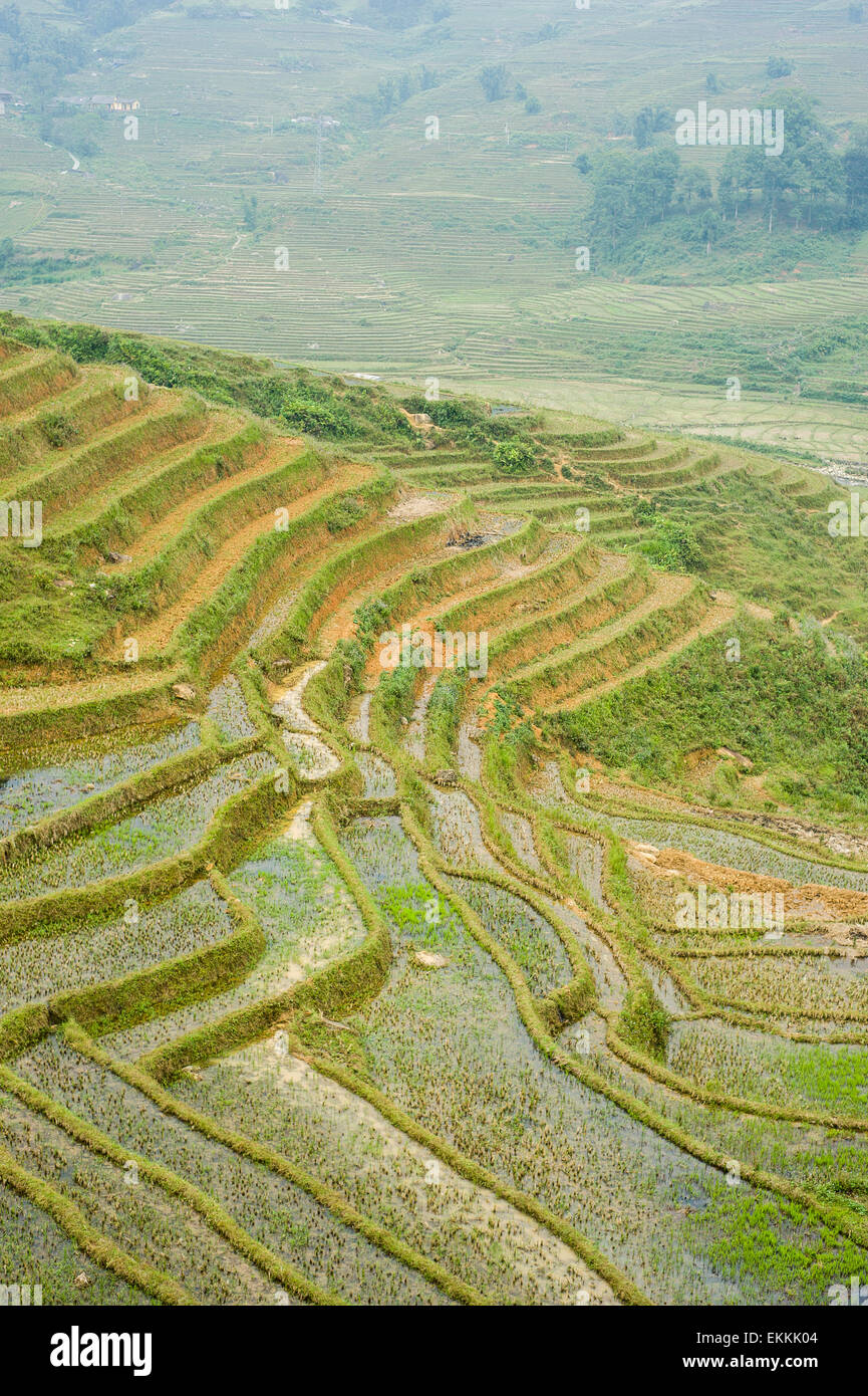 Endless Rice paddy's of Sapa Vietnam Stock Photo - Alamy