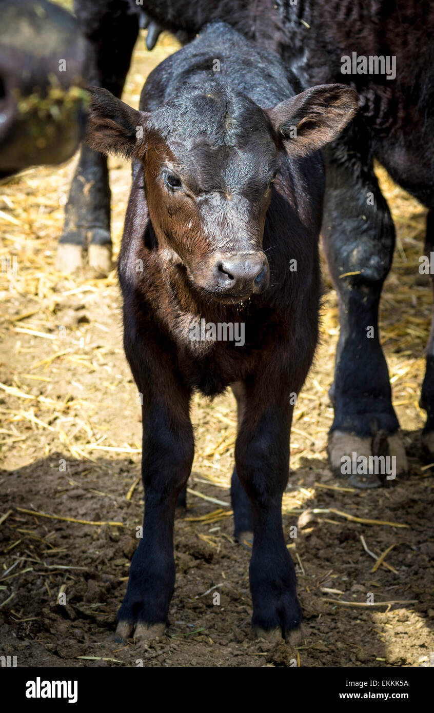 Small black calf on a farm Stock Photo - Alamy