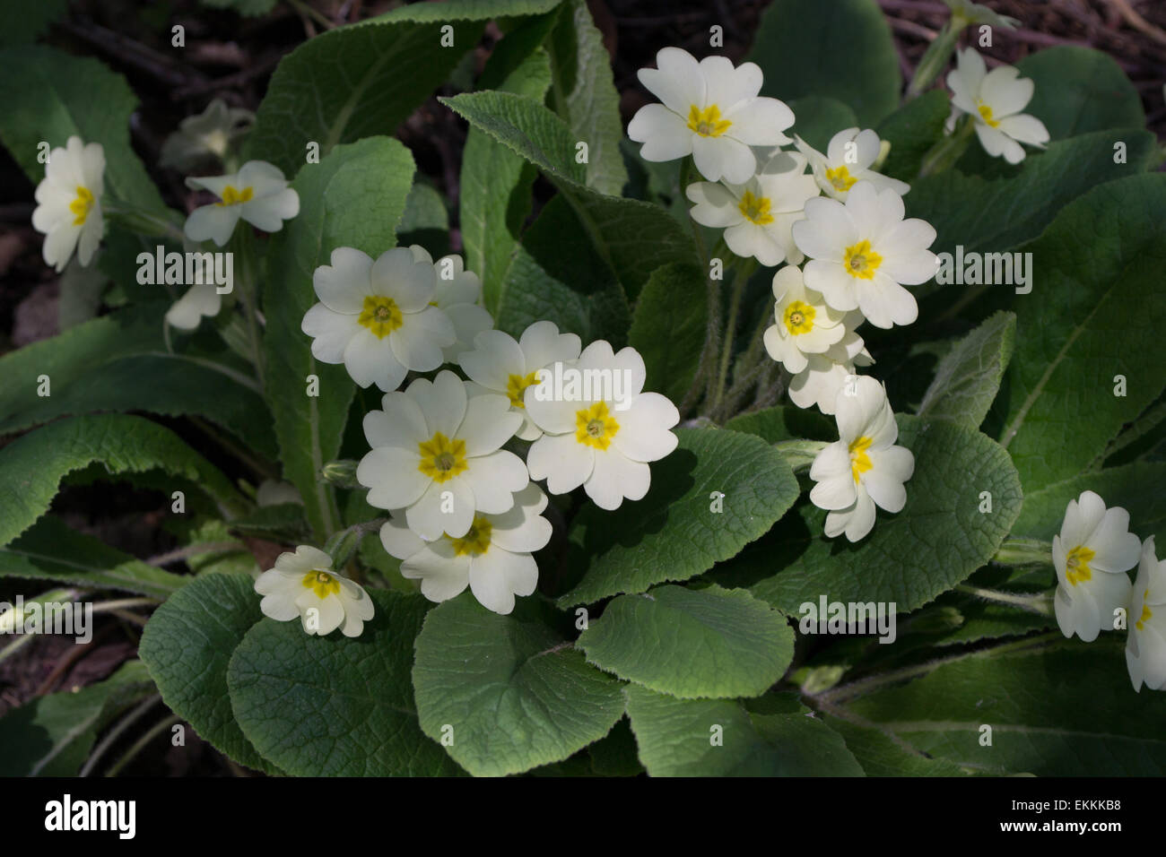 Close-up image of primroses in full bloom in the spring sunshine ...