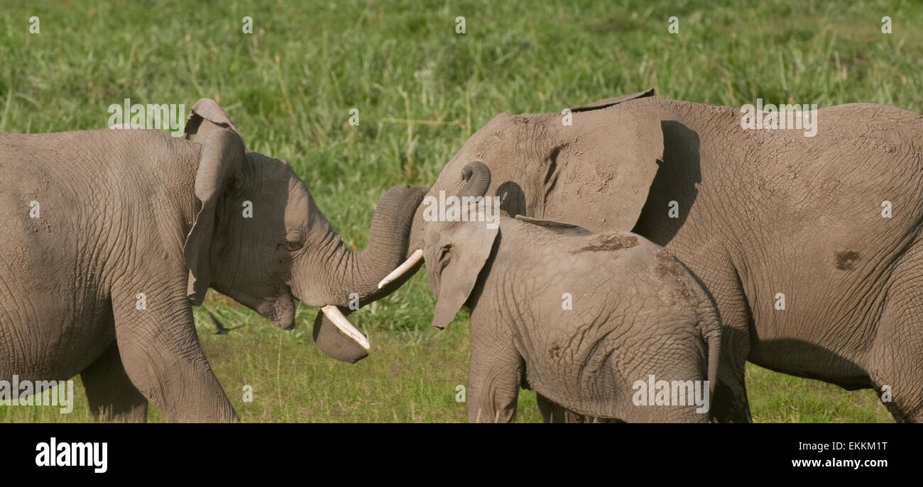 African elephants displaying affection Stock Photo - Alamy