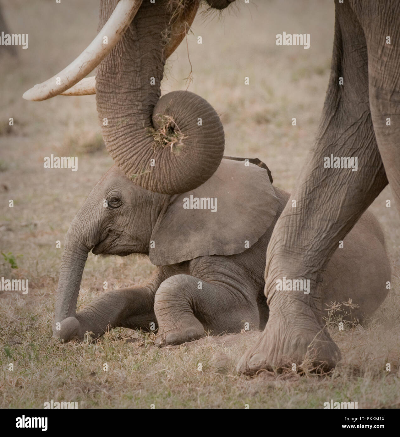 Elephant lying down hi-res stock photography and images - Alamy