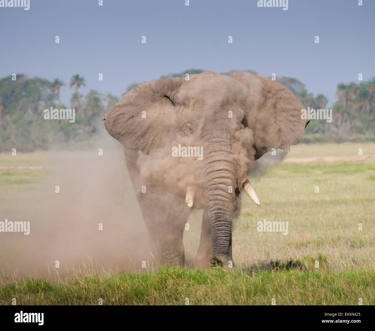 African elephant dusting Stock Photo - Alamy