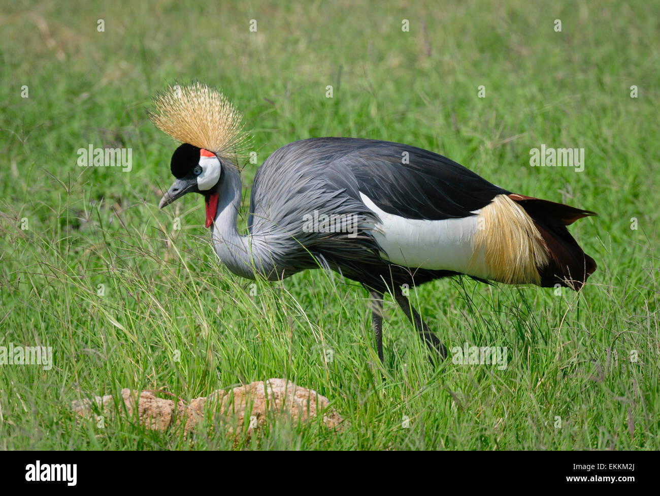 Pretty crane hi-res stock photography and images - Alamy