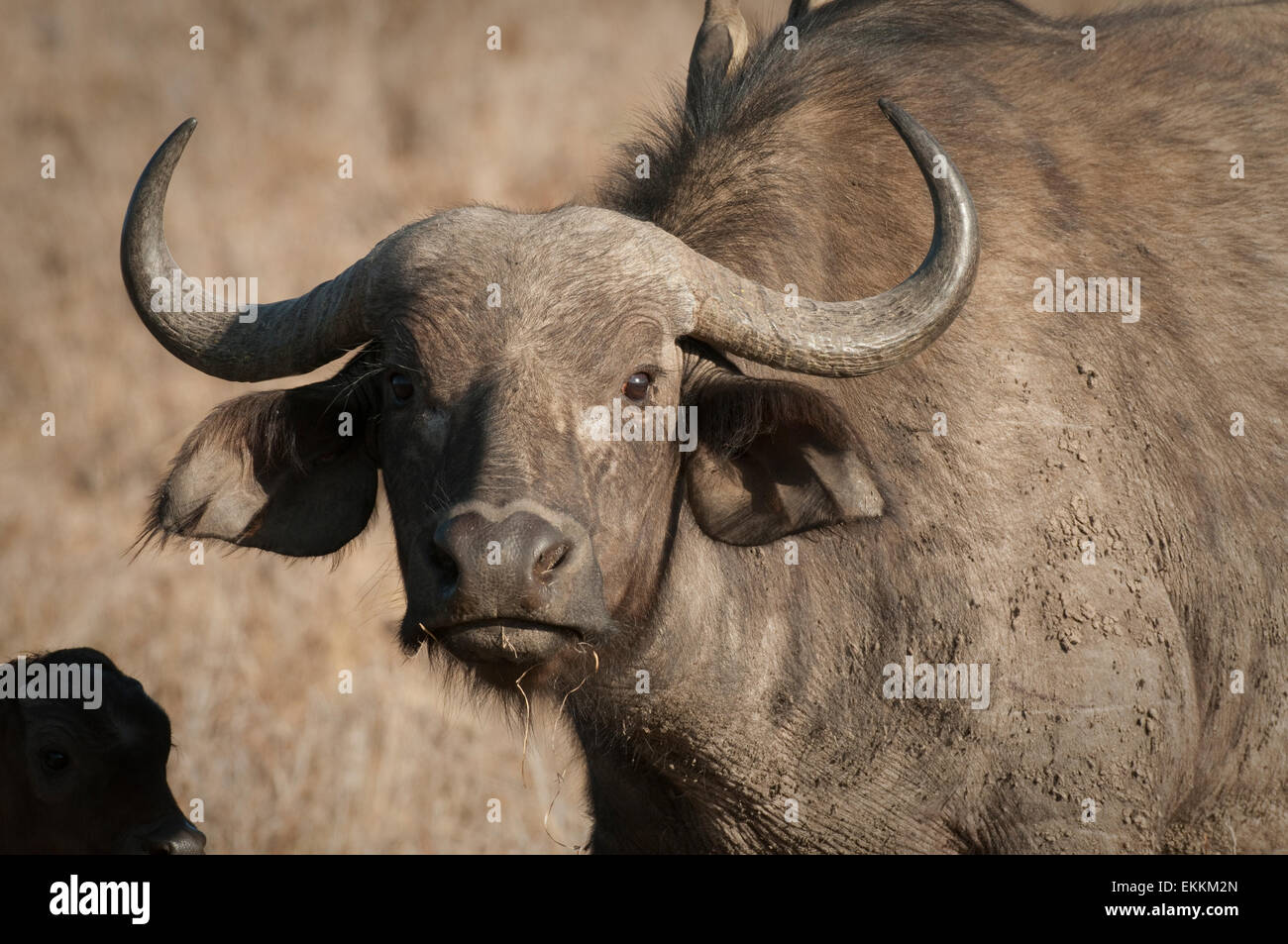 Head shot of Cape Buffalo Stock Photo - Alamy